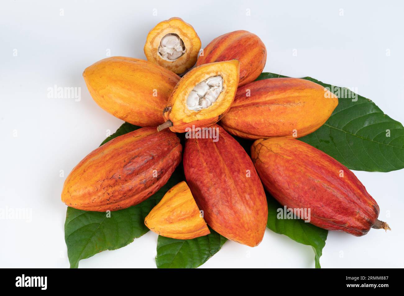 Cacao beans cut above top view isolated on white studio background ...