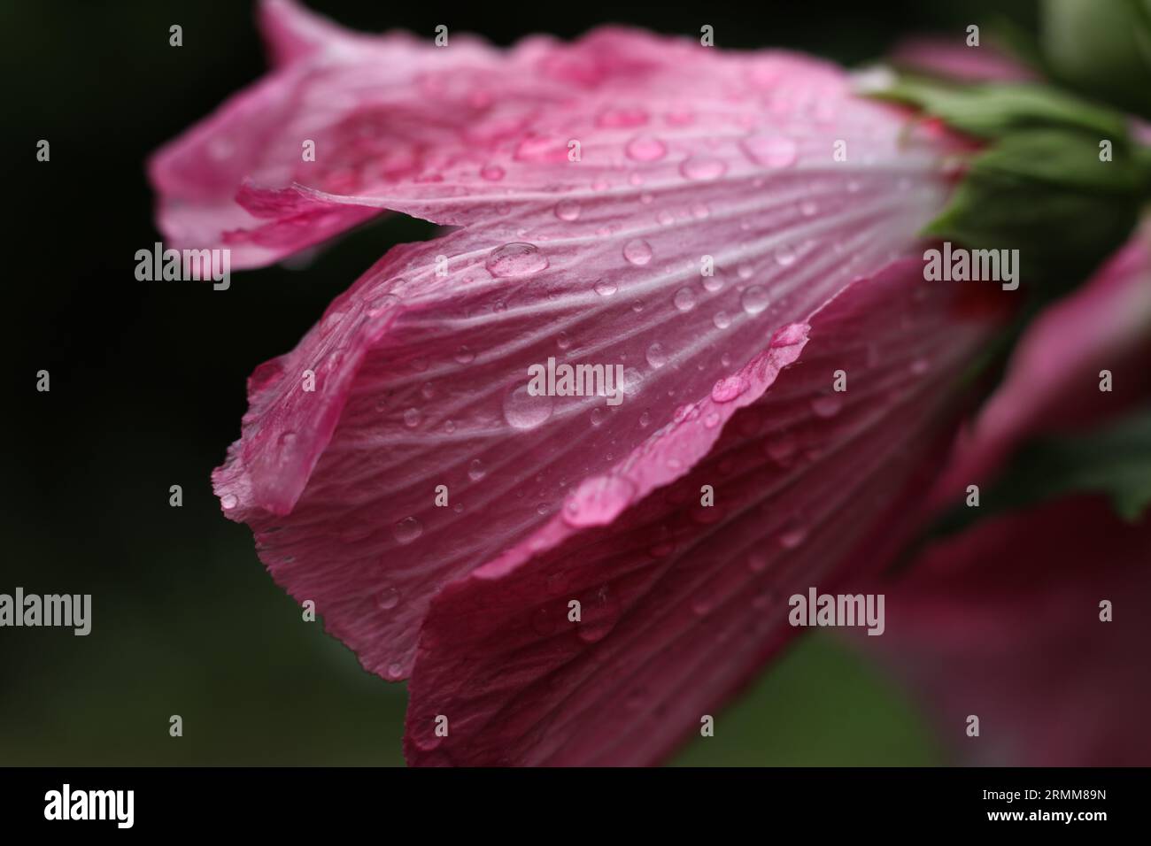 pink hibiscus flower head covered in rain drops Stock Photo - Alamy