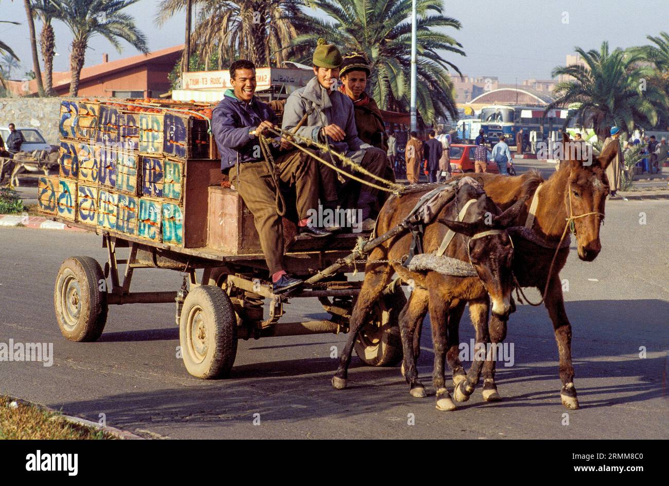 Morocco, Two donkeys are pulling a cart loaded with vegetables Stock ...
