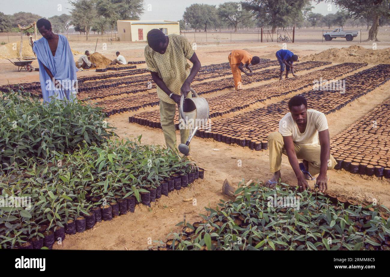 Sahel africa trees hi-res stock photography and images - Alamy