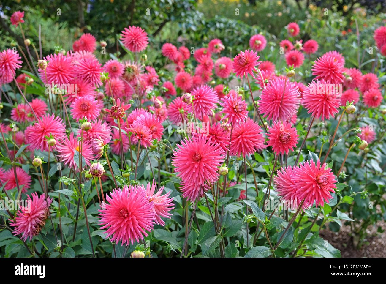 Red pink miniature cactus dahlia 'Josudi Hercules' in flower Stock ...