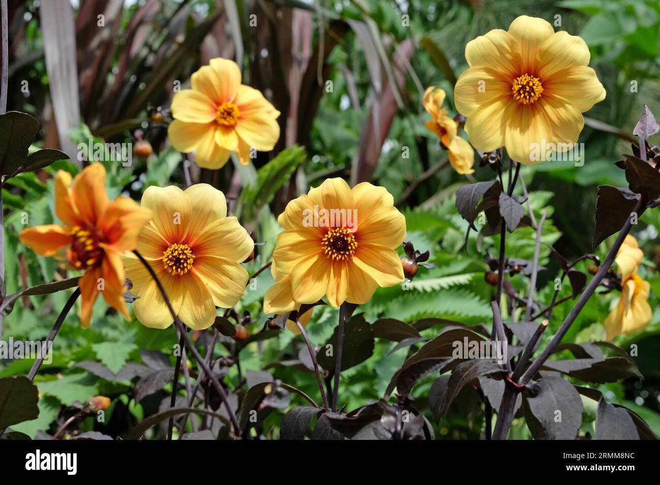 Yellow single dahlia 'Hadrian's Sunlight' in flower Stock Photo - Alamy