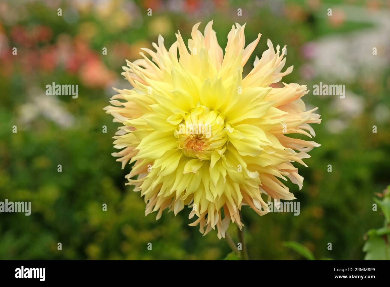 Mingus joshua hi-res stock photography and images - Alamy