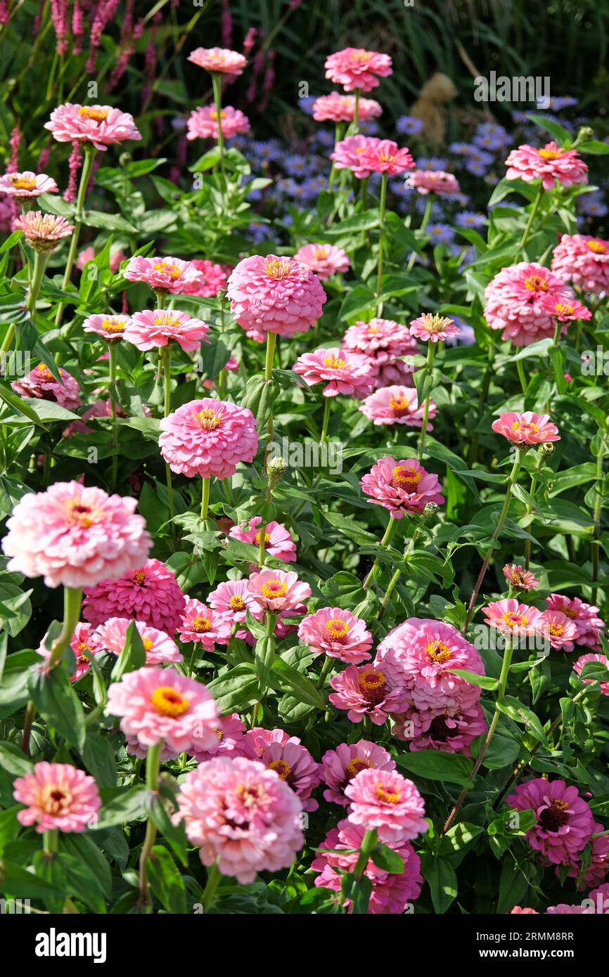 Pink common Zinnia elegans 'Super Yoga Rose' in flower Stock Photo - Alamy