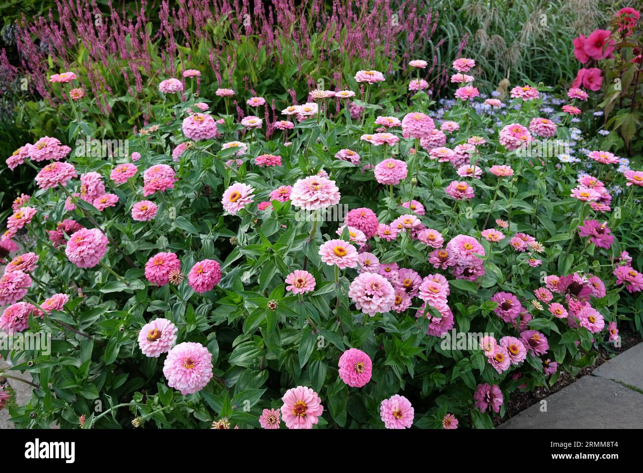 Pink common Zinnia elegans 'Super Yoga Rose' in flower Stock Photo - Alamy