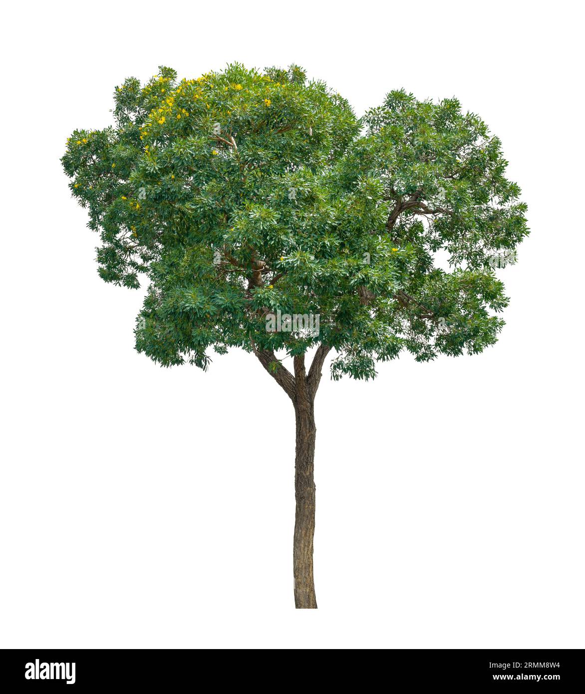 Deciduous tree with yellow flower isolated on white background, Saved ... Deciduous tree with yellow flower isolated on white background, Saved ...