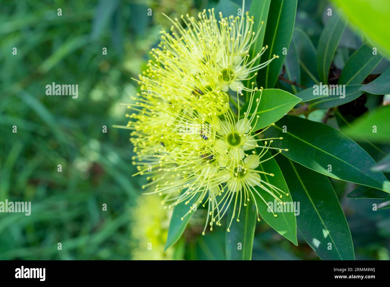 In selective focus sweet golden panda flower blossom in botanical ...