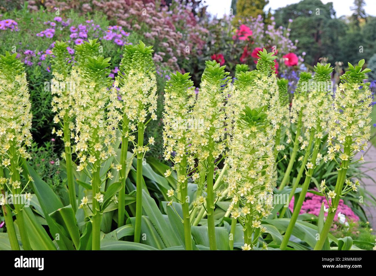 Eucomis pole evansii, or giant pineapple lily, White Goliath in flower ...