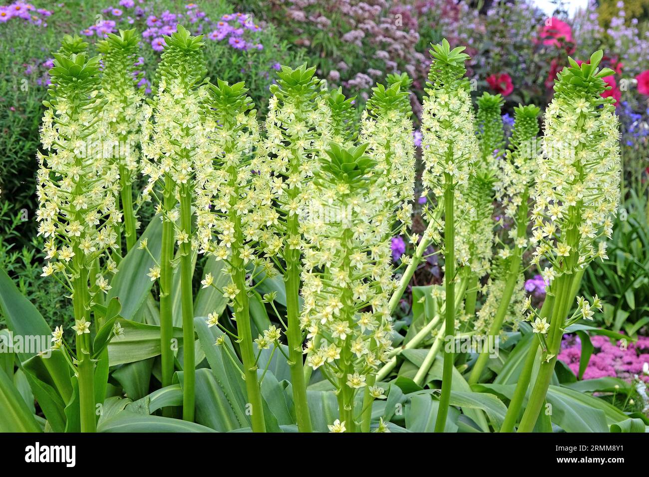 Eucomis pallidiflora pole evansii hi-res stock photography and images ...