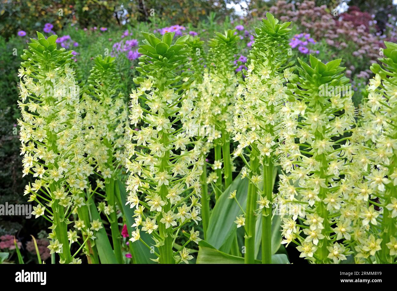 Eucomis pole evansii, or giant pineapple lily, White Goliath in flower ...