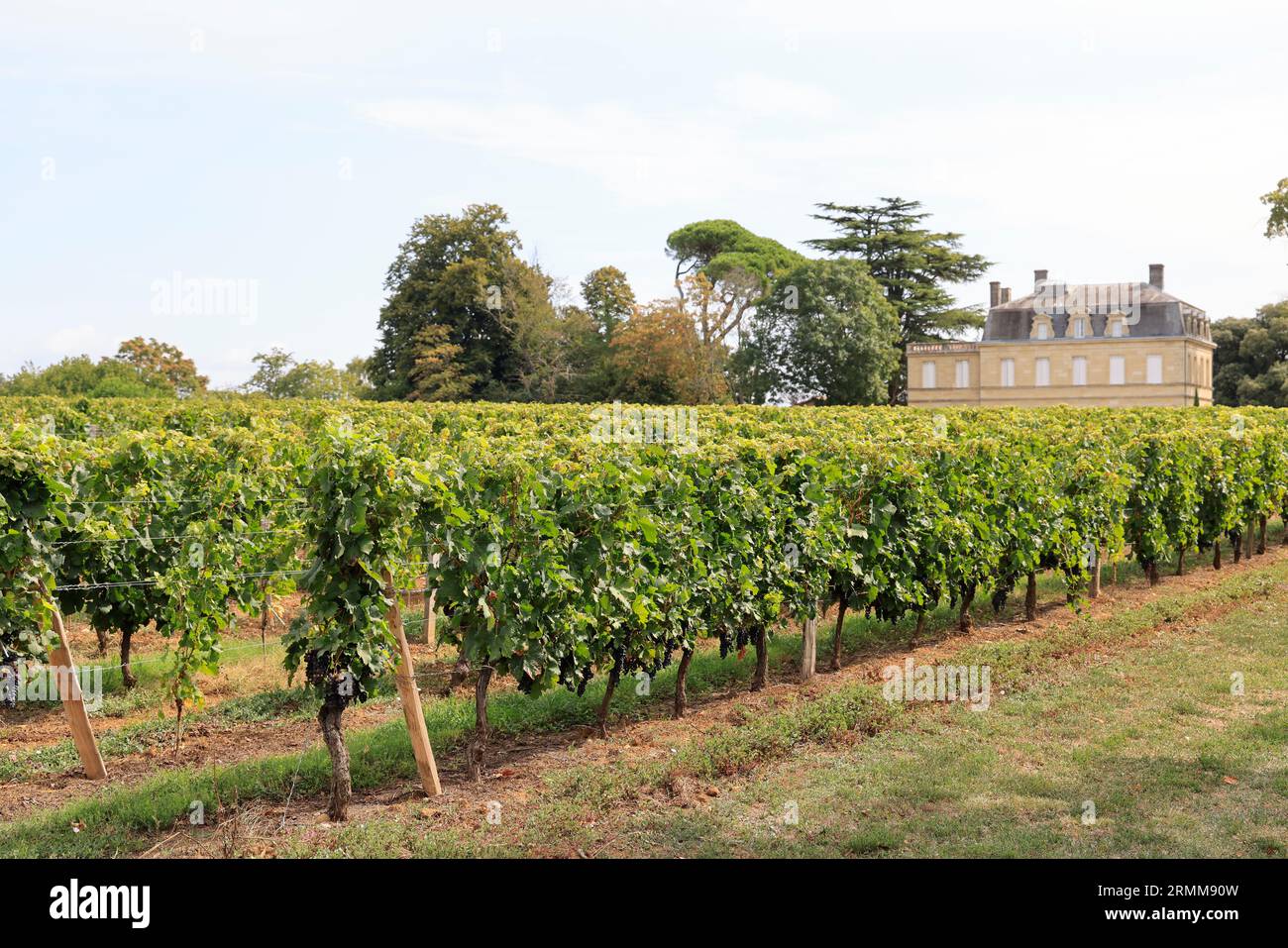 Vigne et vignoble de l’appellation Lussac-saint-émilion. Satellite de ...