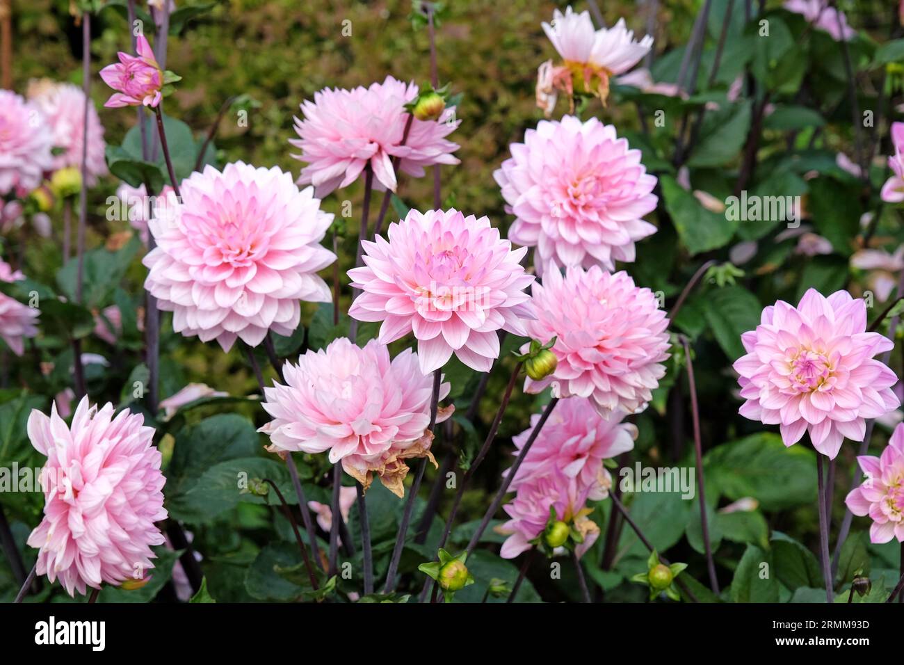 Pale pink decorative Dahlia Melody Harmony in flower Stock Photo - Alamy
