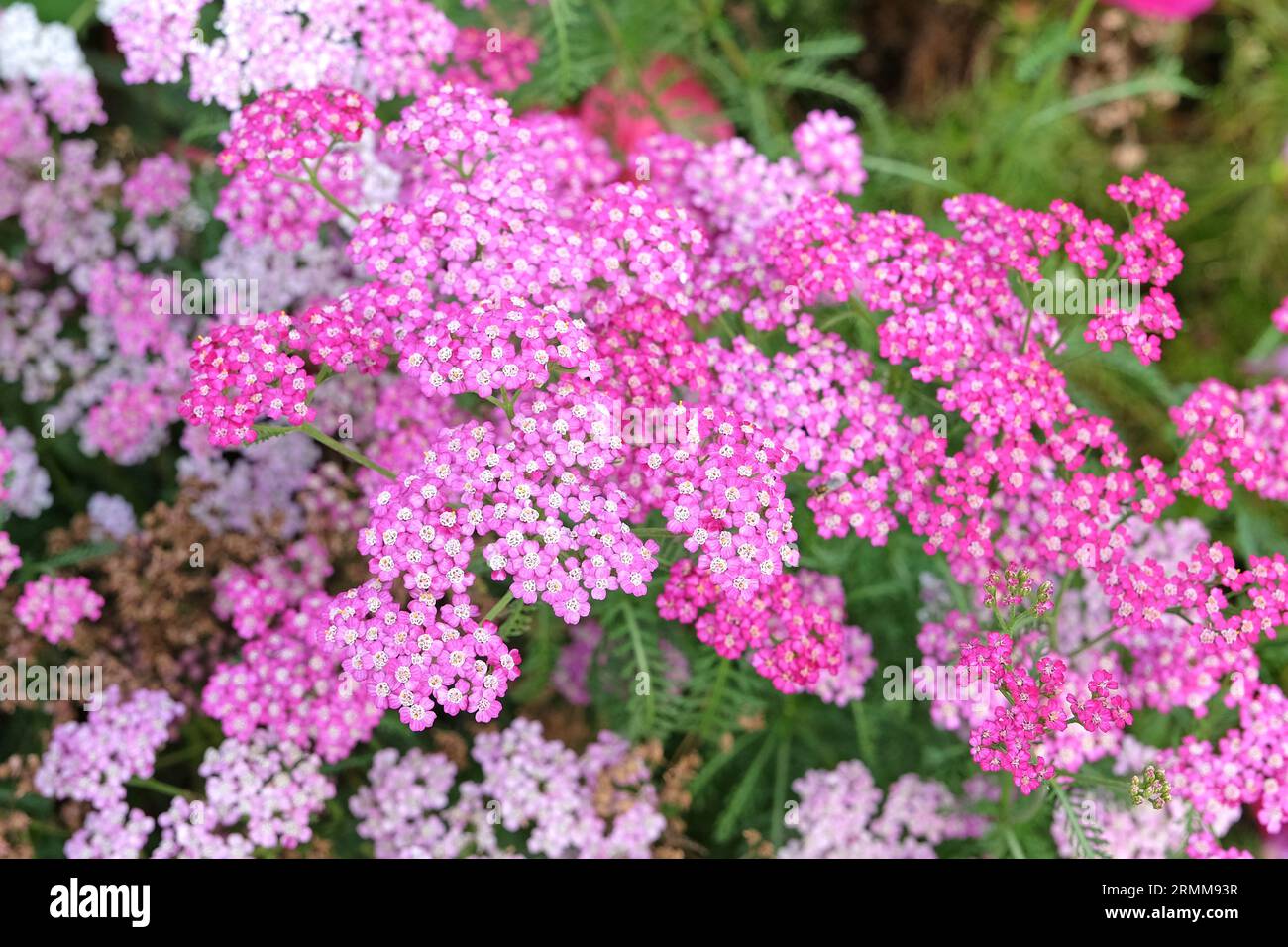 Achillea millefolium, Pink common yarrow in flower Stock Photo - Alamy