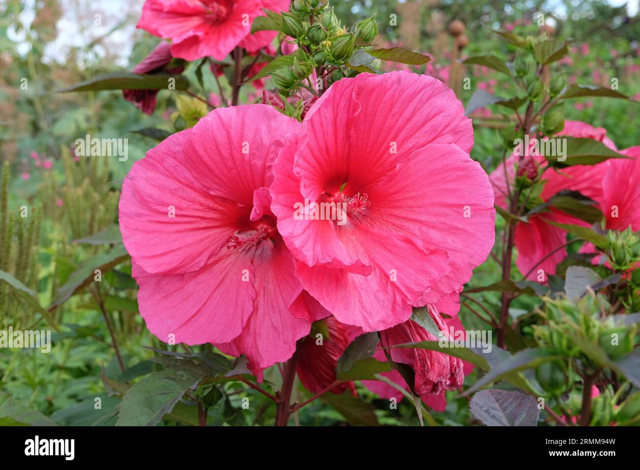 Red Hibiscus moscheutos, or Swamp Rose Mallow, ÔTangriÕ in flower Stock ...