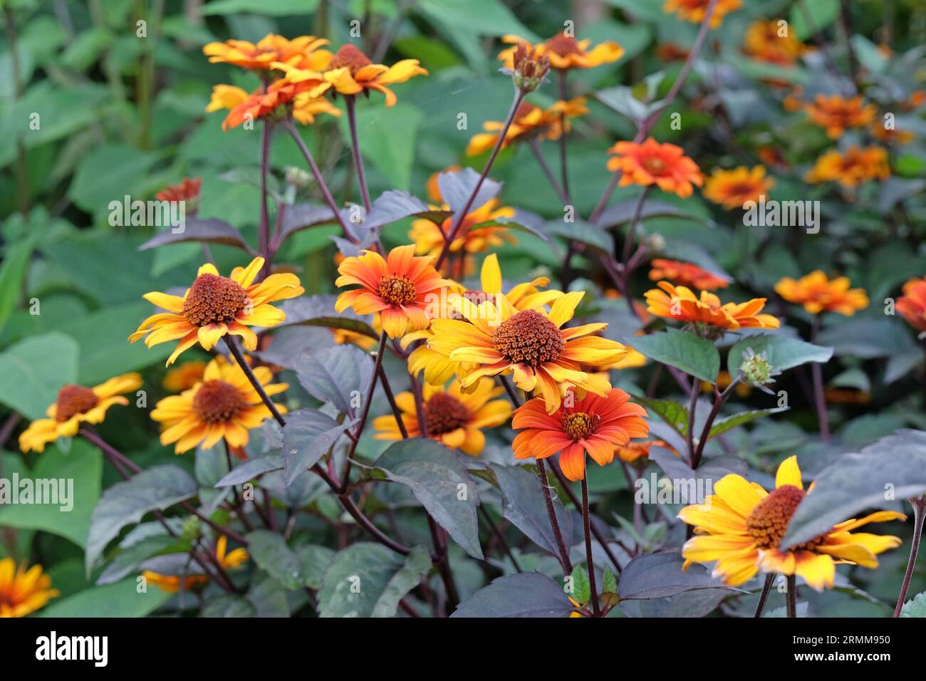 The red and orange false sunflower, Heliopsis helianthoides 'Bleeding ...