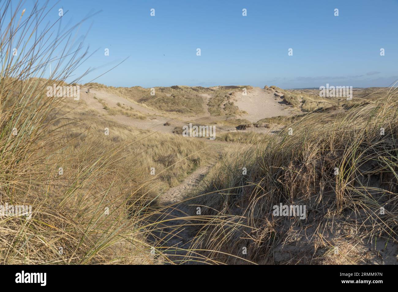 Marram grass (Ammophila arenaria) in front of a dune landscape in the ...