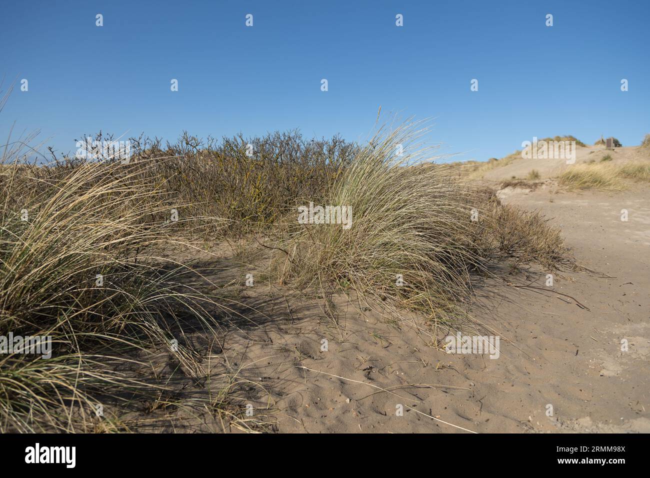 Marram grass (Ammophila arenaria) in front of a dune landscape in the ...