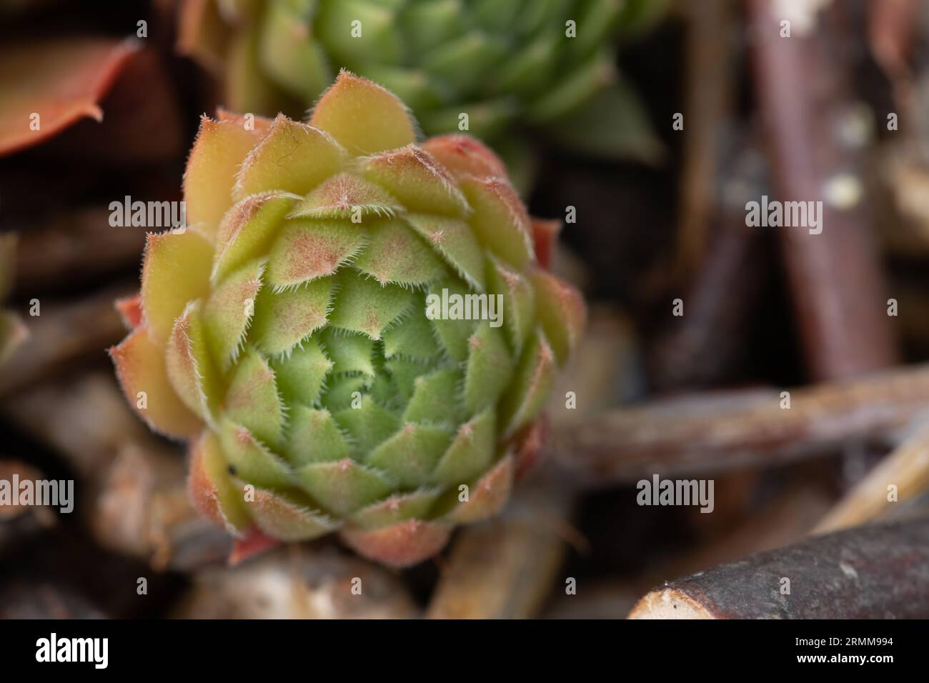 Closeup tiny green leaves growing hi-res stock photography and images ...