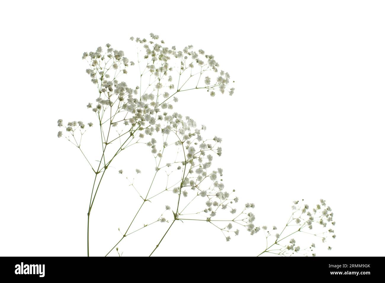 Dried flower border Cut Out Stock Images & Pictures - Alamy