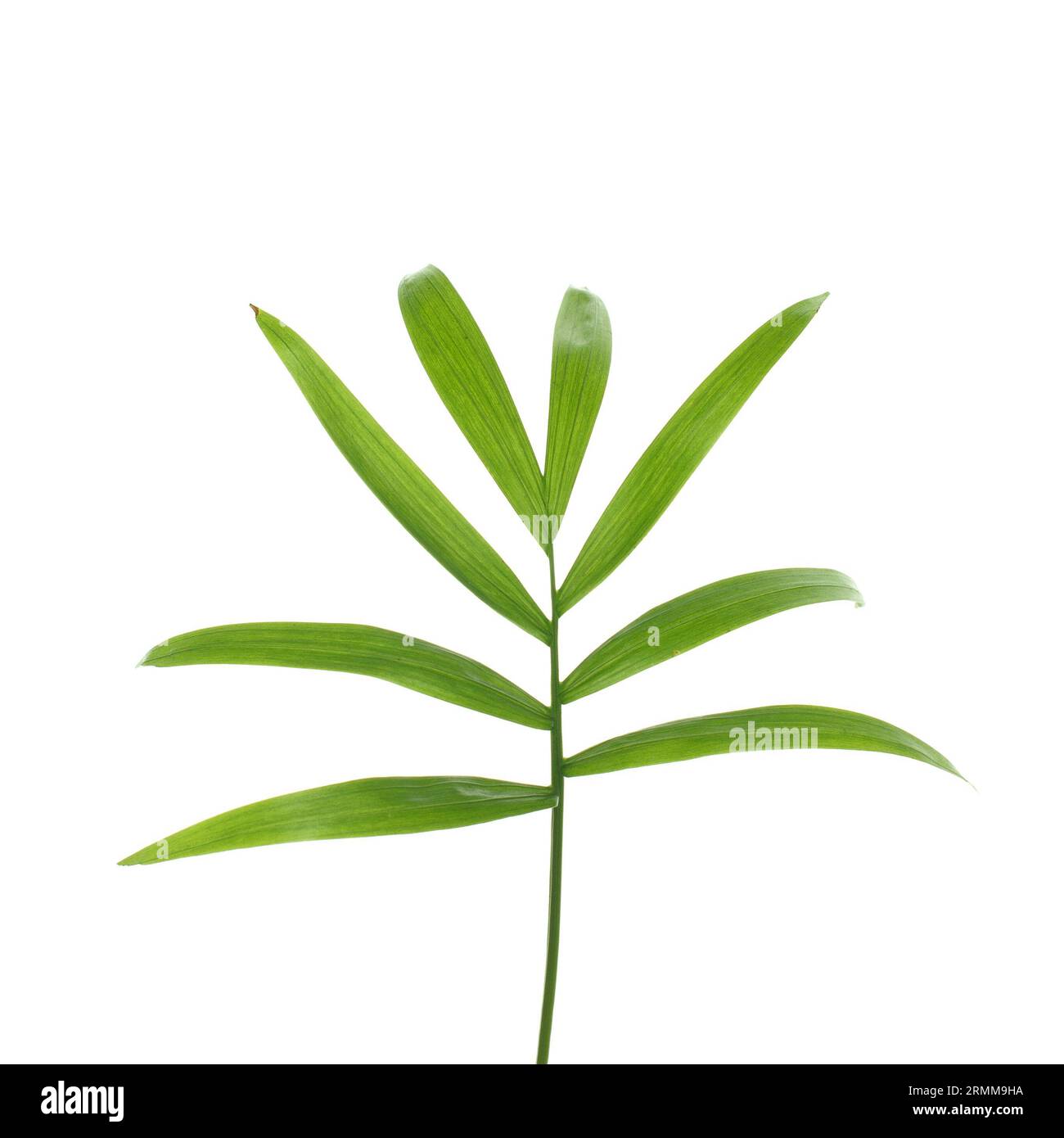 Palm tree leaf isolate over white background Stock Photo - Alamy