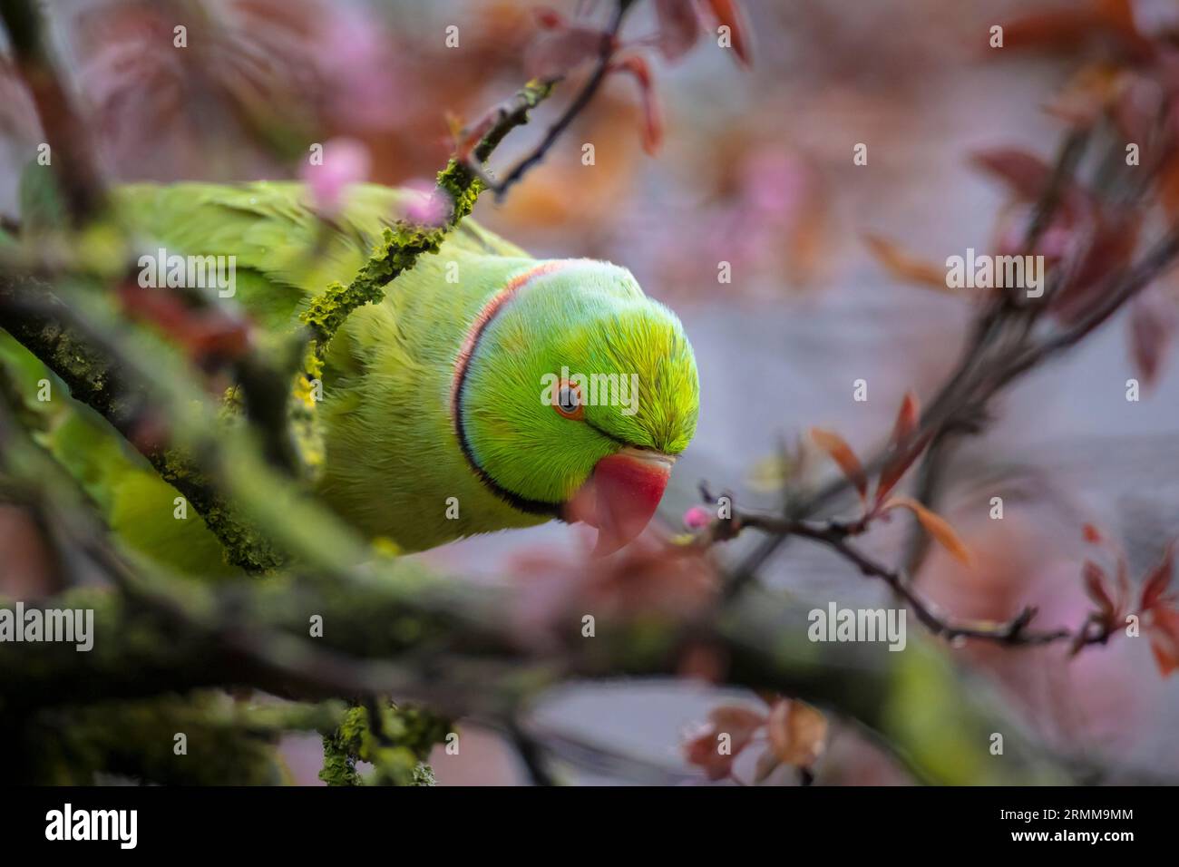 Closeup of a Rose-ringed parakeet, Psittacula krameri, also known as ...