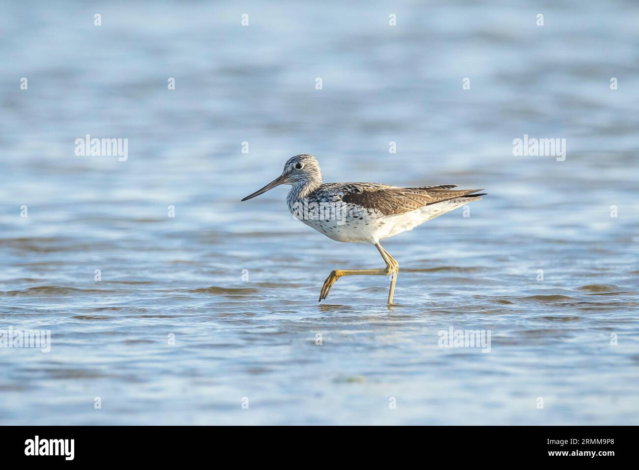 Common greenshank, Tringa nebularia, wader bird foraging in wetlands ...