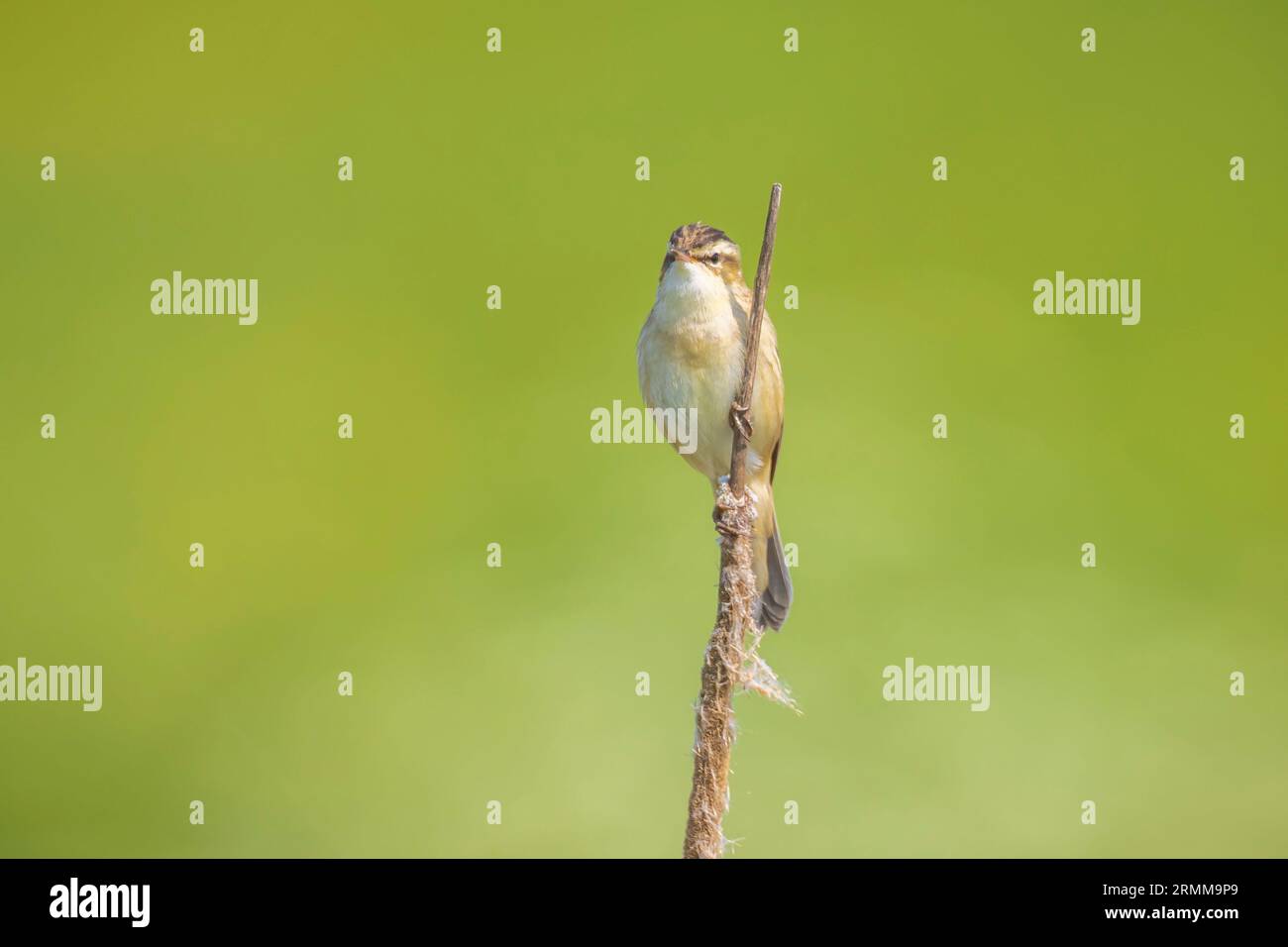 Closeup of a Sedge Warbler bird, Acrocephalus schoenobaenus, singing to ...