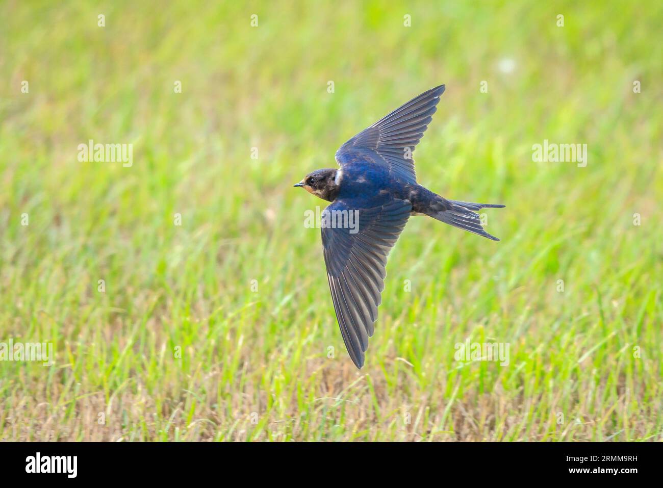 Closeup of a Barn Swallow, Hirundo rustica, hunting flying. This is the ...