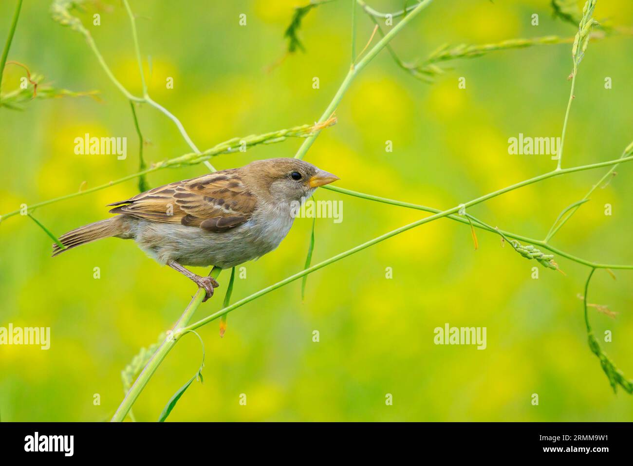 Closeup of a House Sparrow female bird, passer domesticus, foraging in ...
