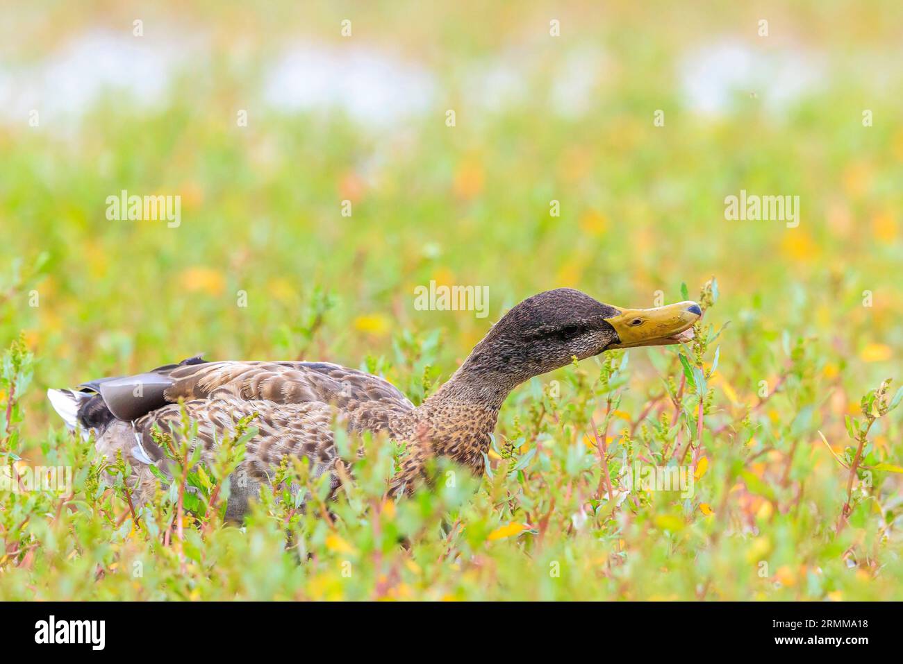 A female mallard dabling duck, Anas platyrhynchos, standing in grass ...
