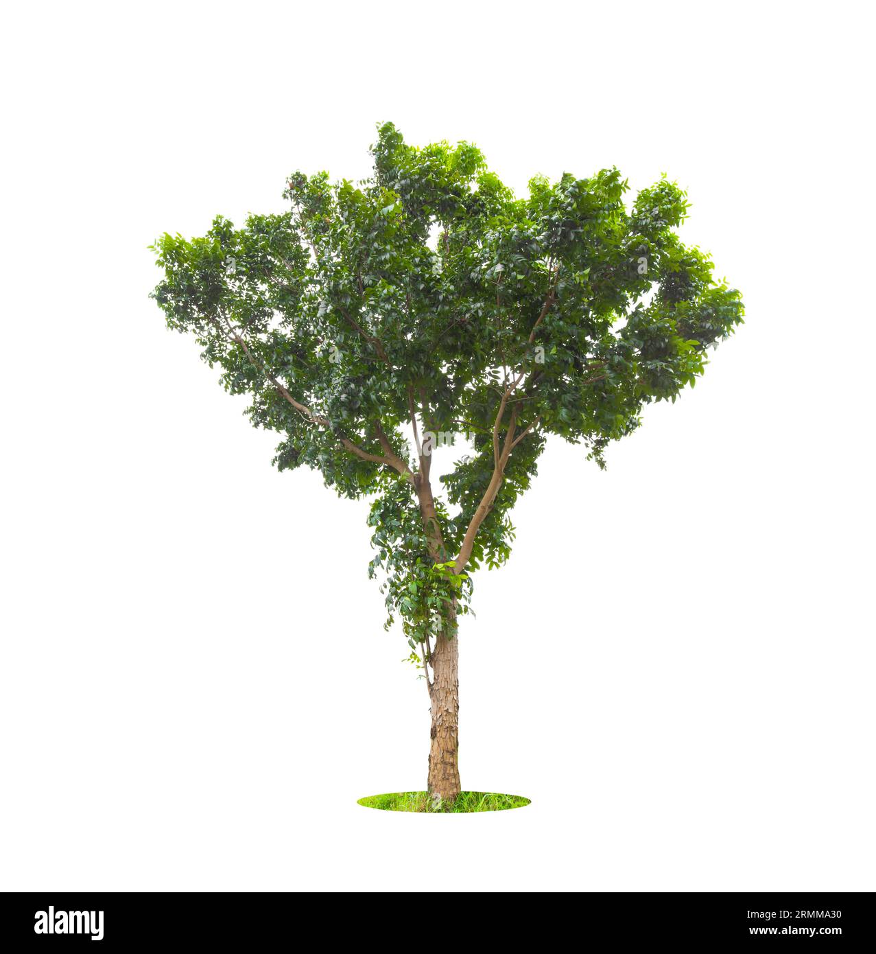 Big tropical trees isolated on white background, used for design, Saved ...