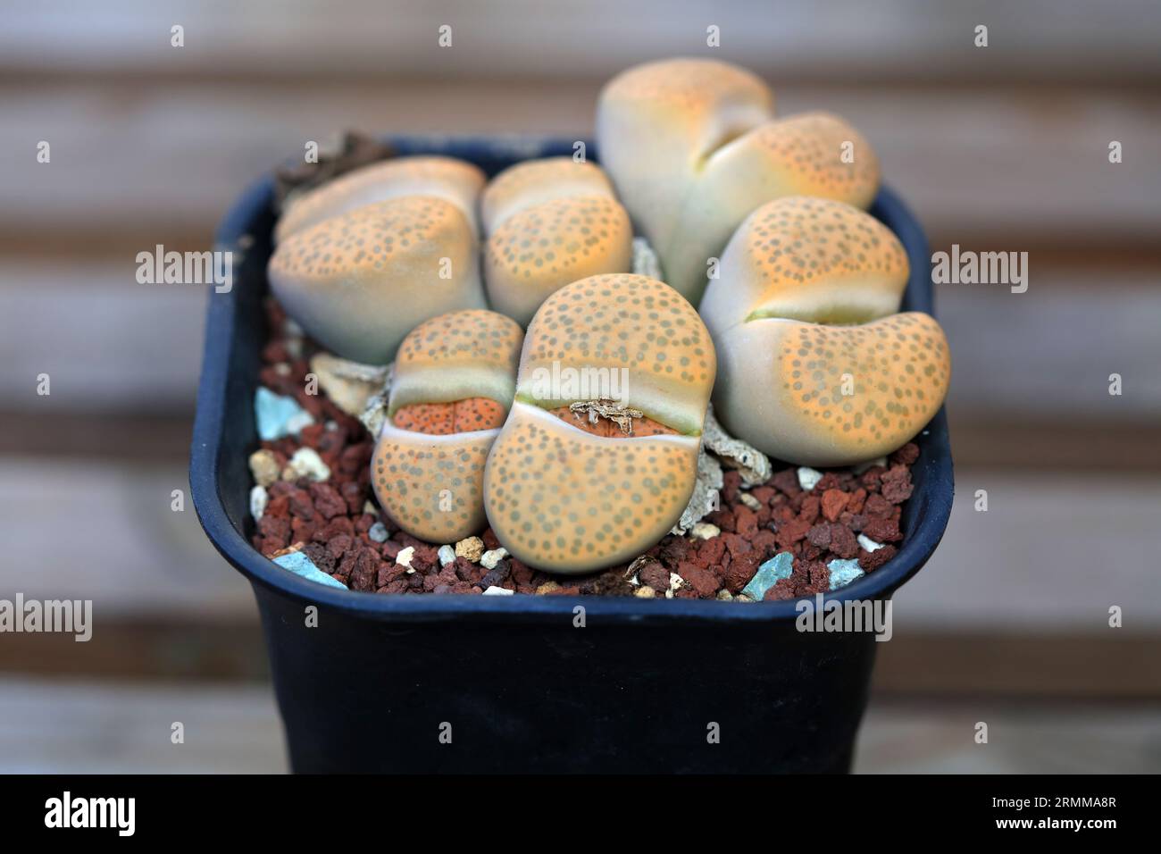 A beautiful perennial succulent herb -- Lithops Stock Photo - Alamy