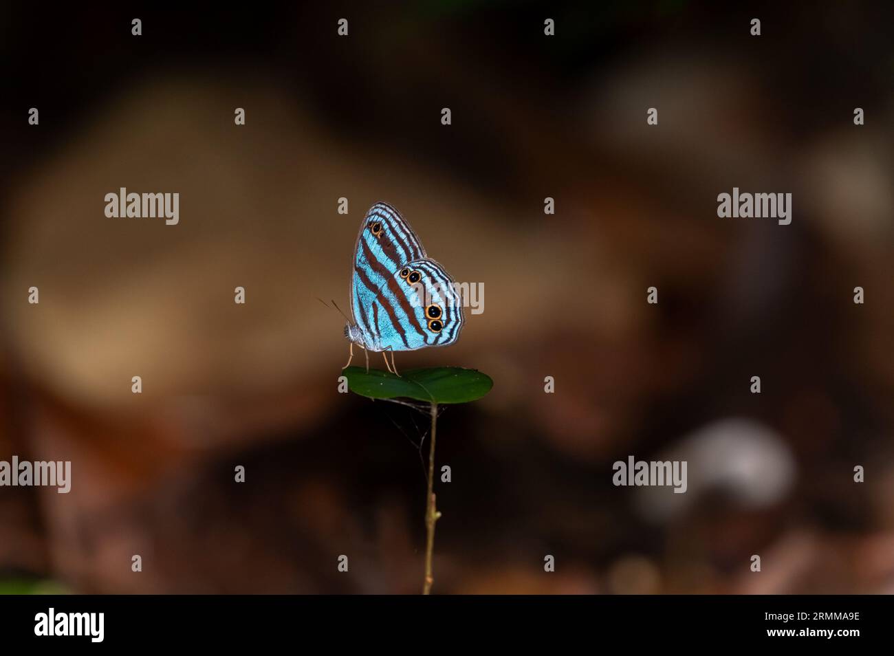 Brightly lit, unusual blue striped butterfly contrasted against the ...