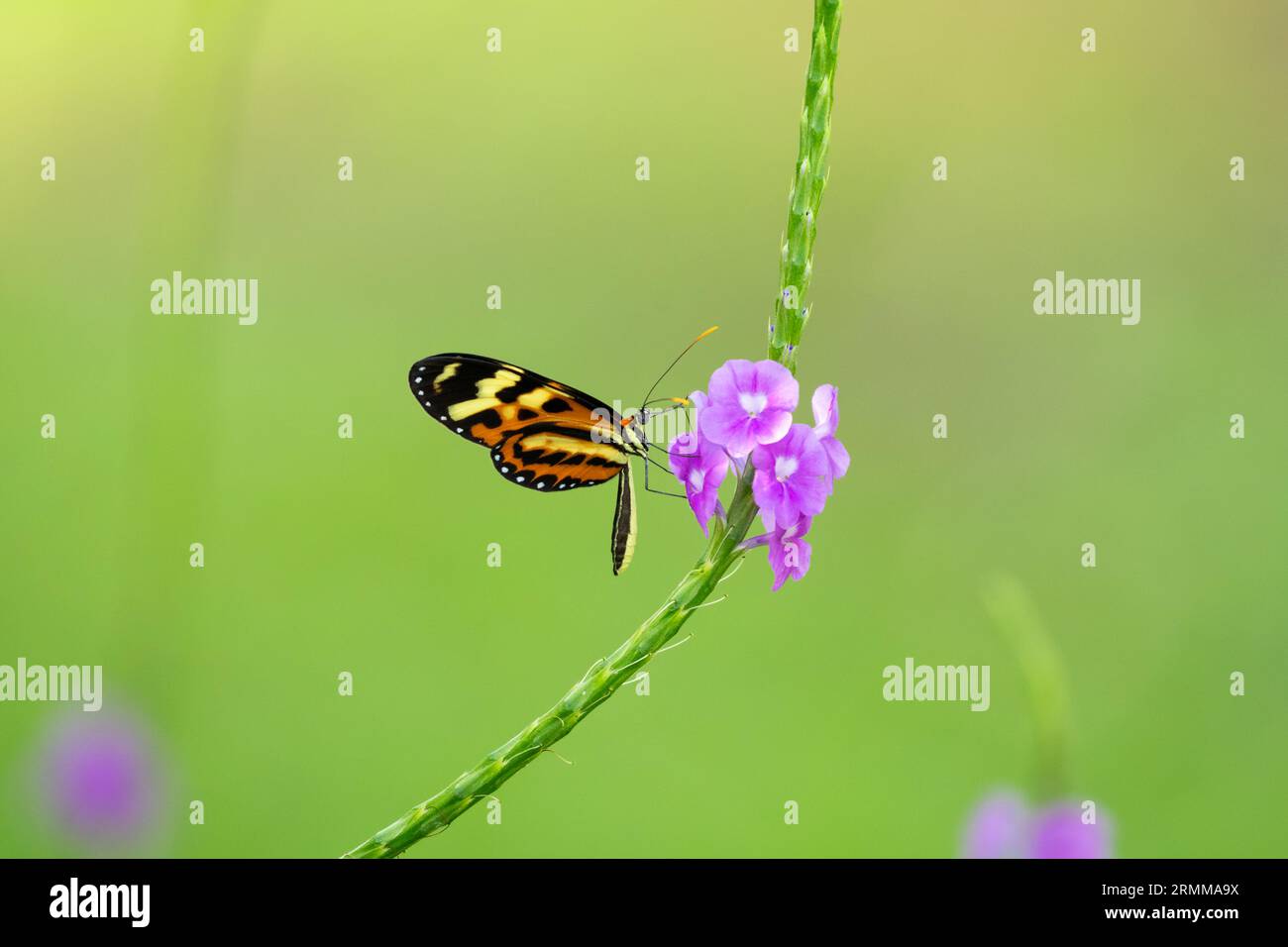 Butterflies of trinidad and tobago hi-res stock photography and images ...