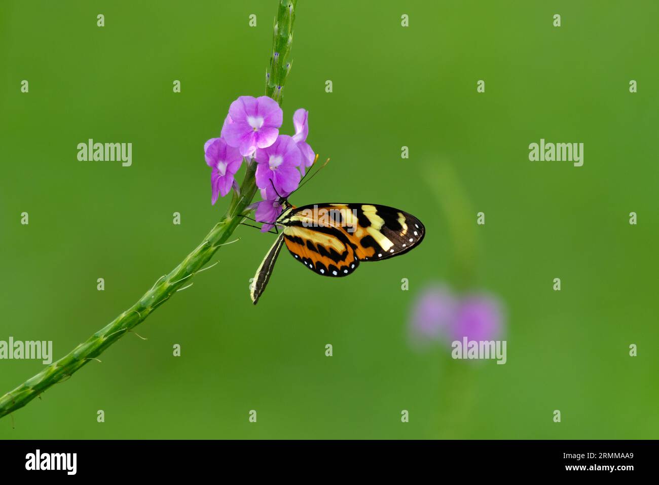 Butterflies of trinidad and tobago hi-res stock photography and images ...
