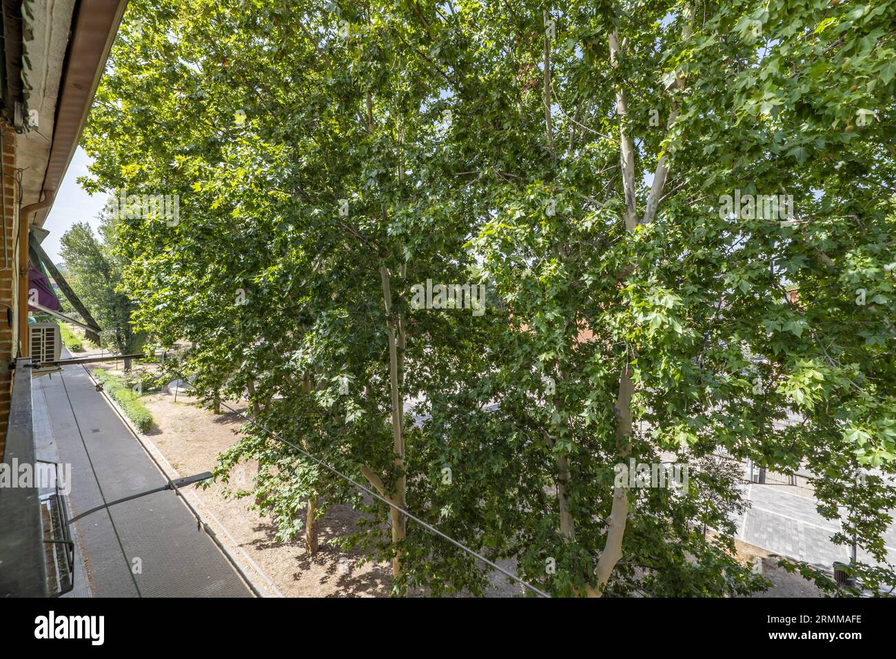 Views from a terrace of a building covered in trees with branches laden ...