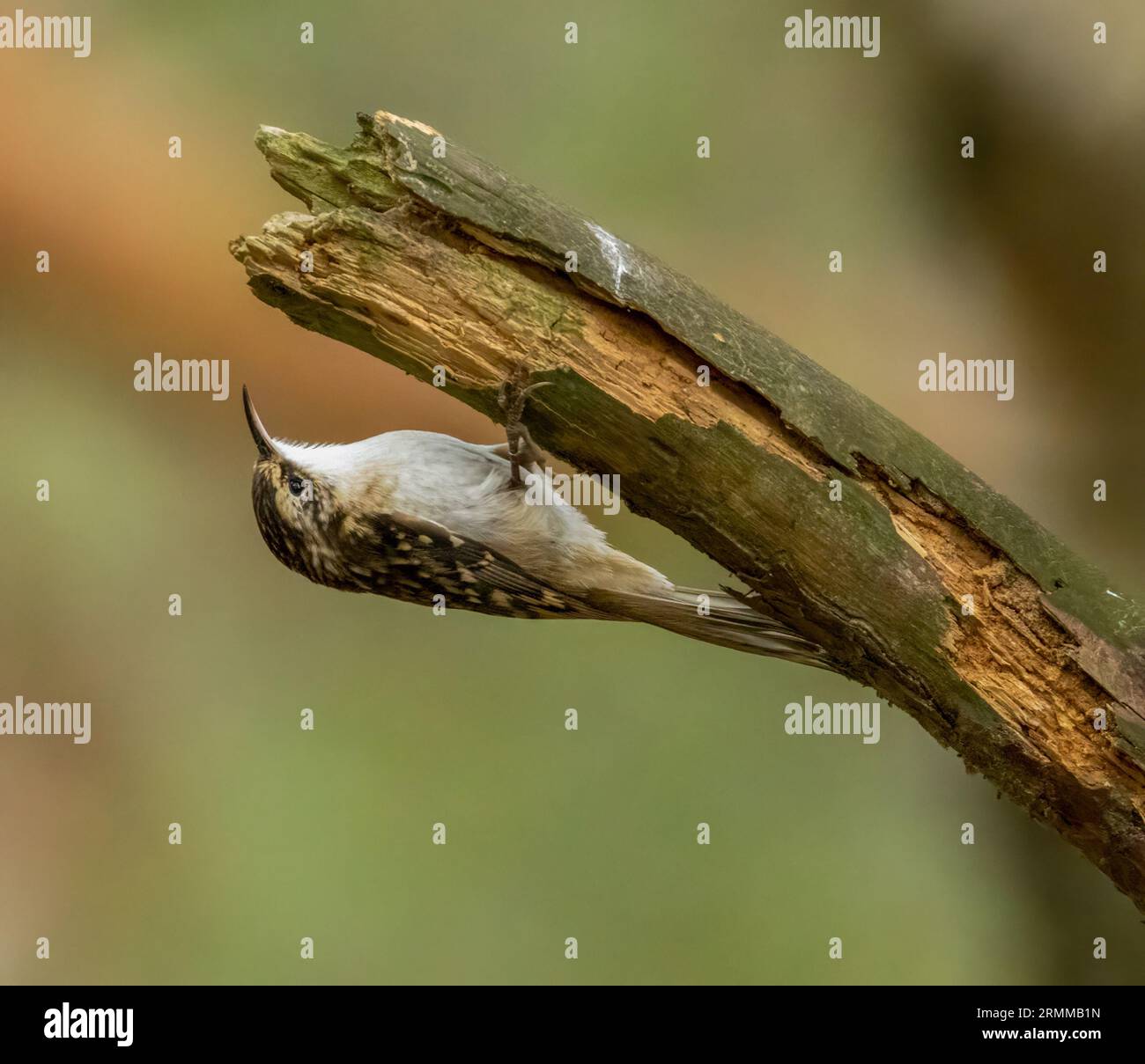 Tree creeper small bird in the woodland on a branch with natural green ...