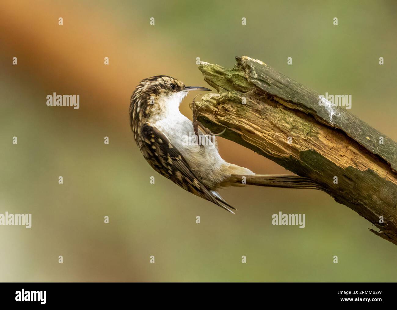Tree creeper small bird in the woodland on a branch with natural green ...
