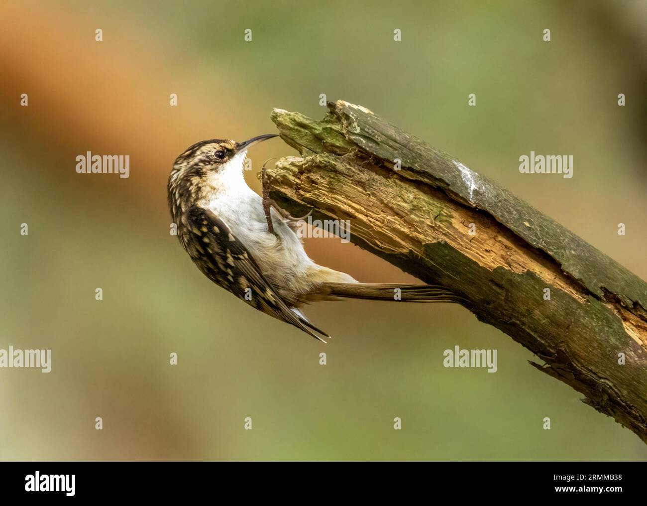 Tree creeper small bird in the woodland on a branch with natural green ...