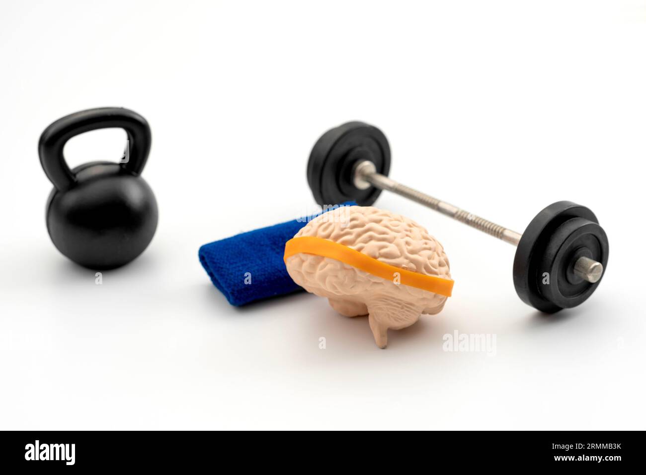 Anatomy Model of a Human Brain Next to Gym Weights Concept for ...