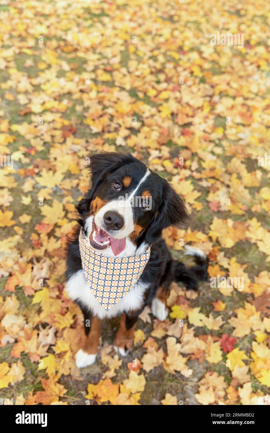 A Bernese Mountain Dog with tongue out wearing a bandana surrounded by ...