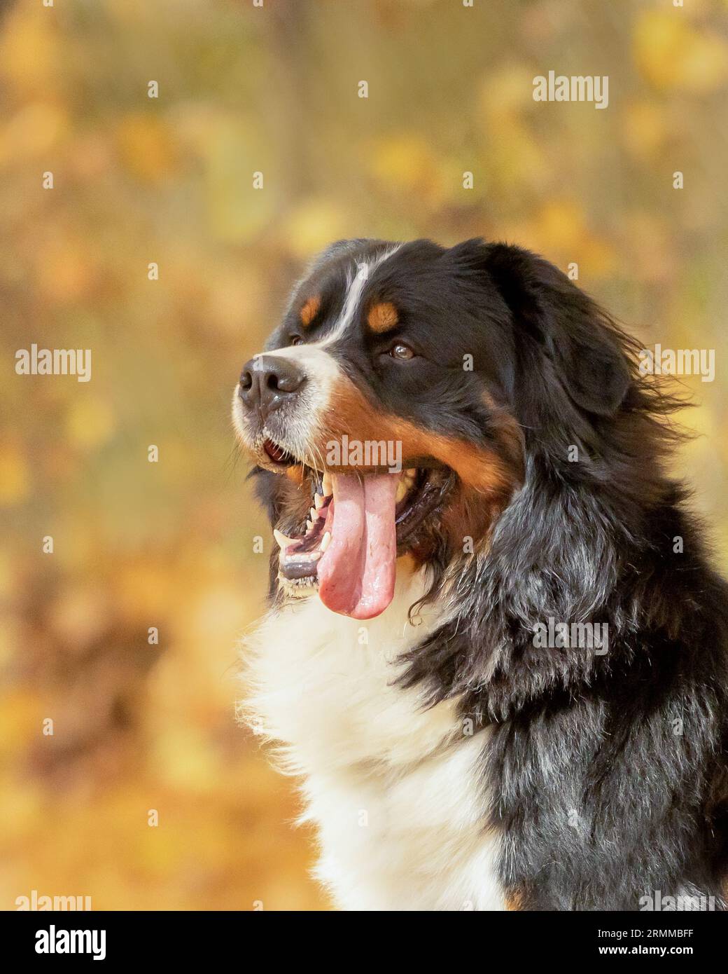 A happy Bernese Mountain Dog with his tongue out with yellow fall ...