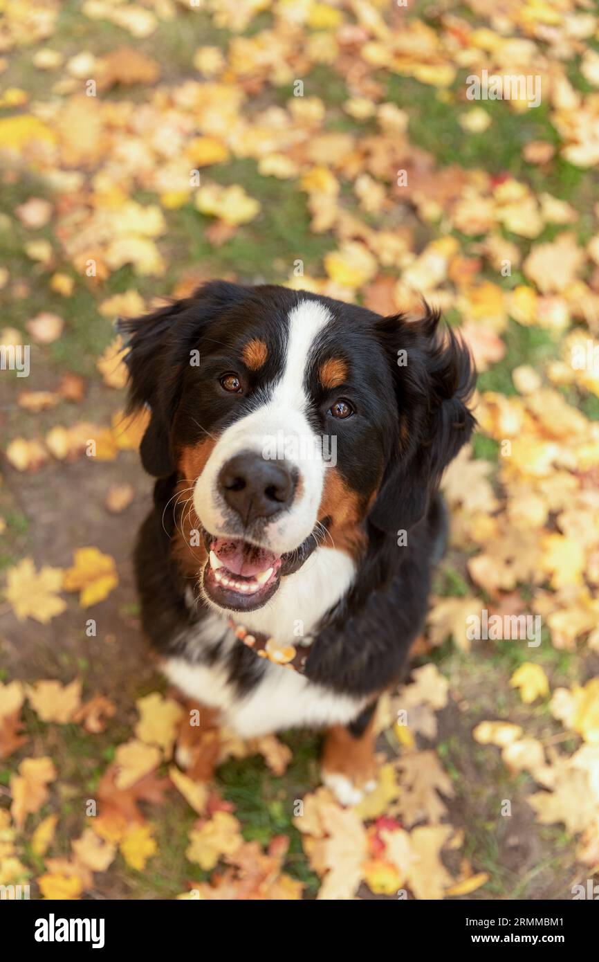Relaxed bernese mountain dog hi-res stock photography and images - Alamy