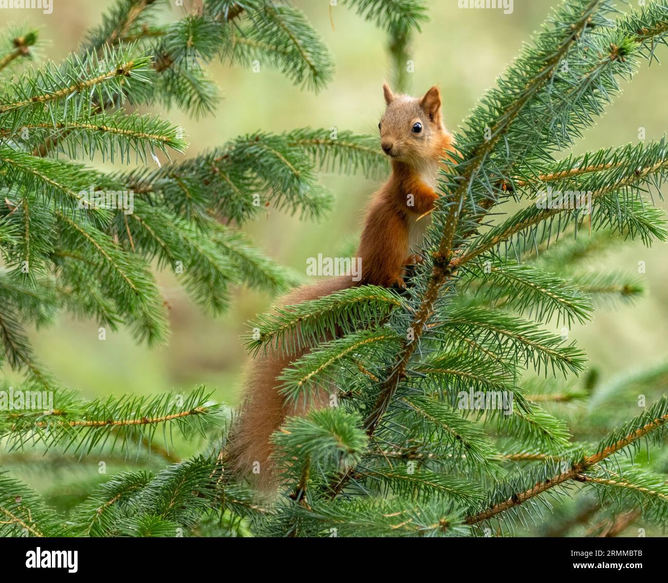 Curious little scottish red squirrel looking around from the branch of ...