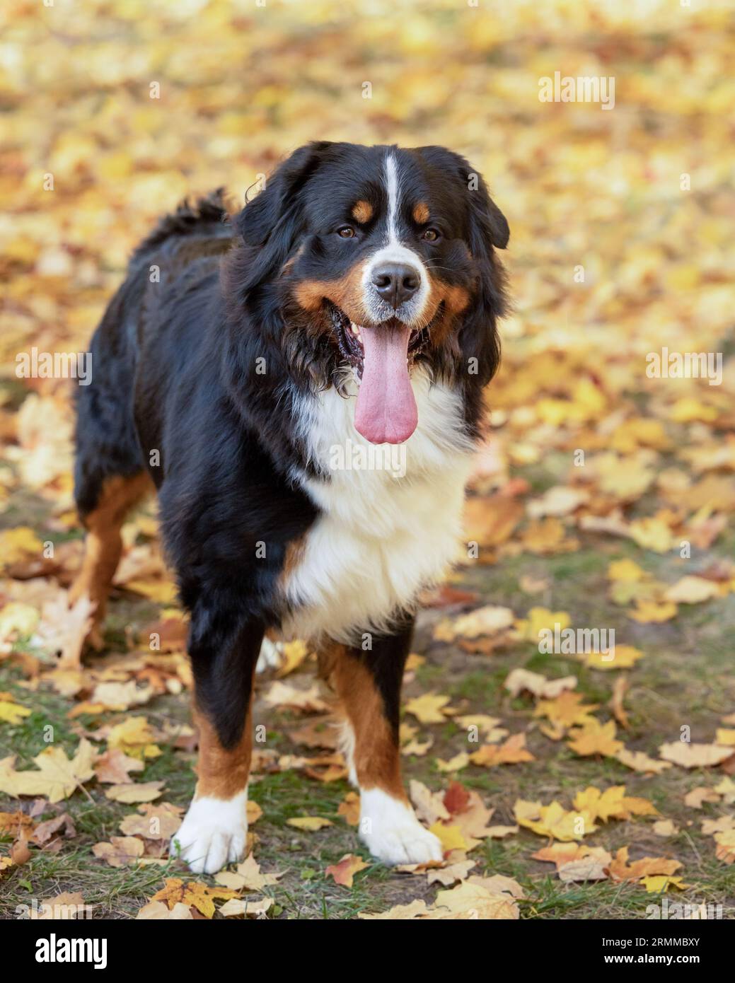 A Bernese Mountain dog stand with his tongue out in fall, surrounded by ...