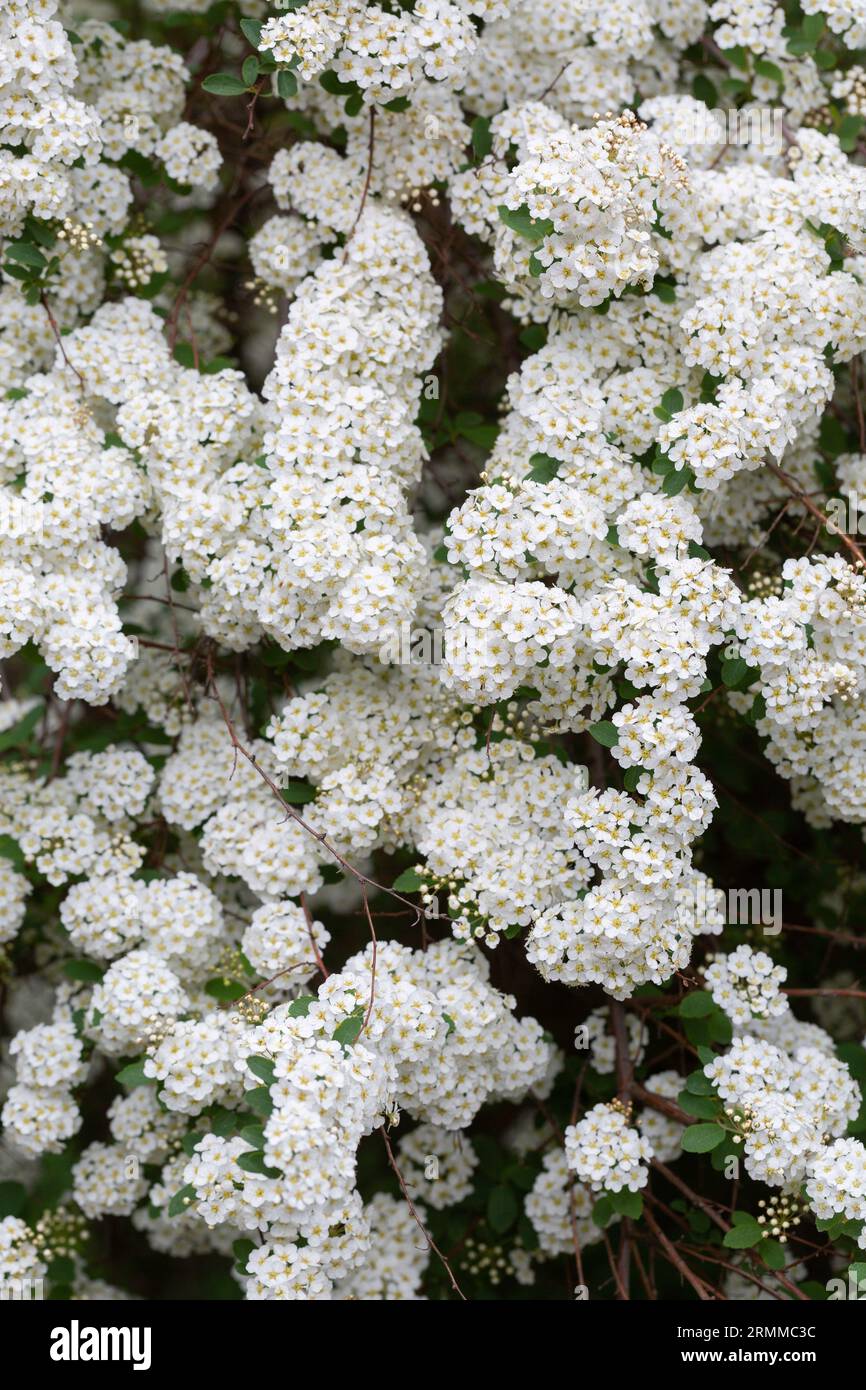 Spirea hedge hi-res stock photography and images - Alamy