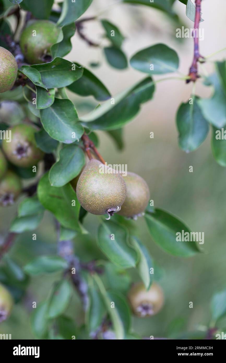 Pears fruit tree hi-res stock photography and images - Alamy