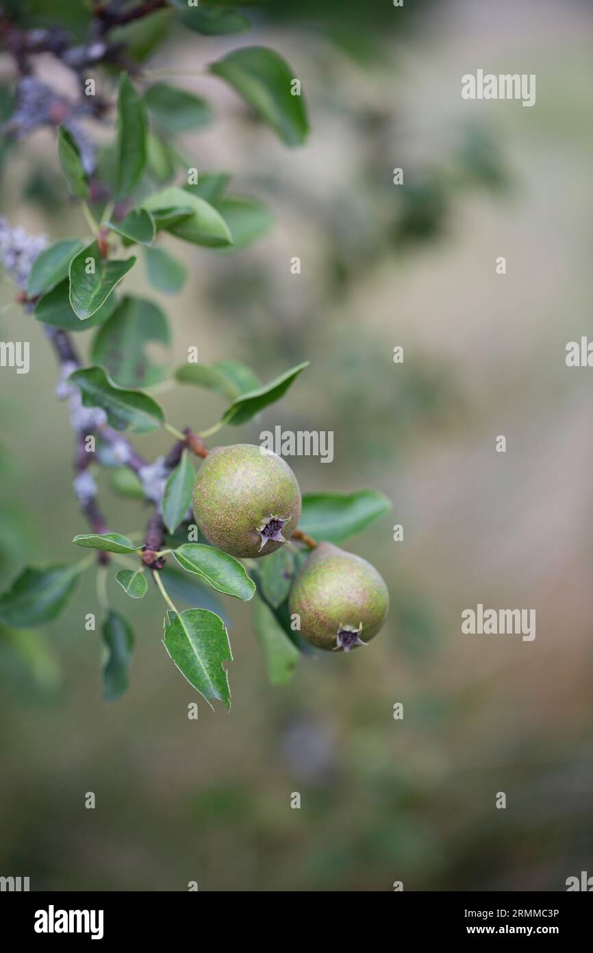 Small pear tree hi-res stock photography and images - Alamy