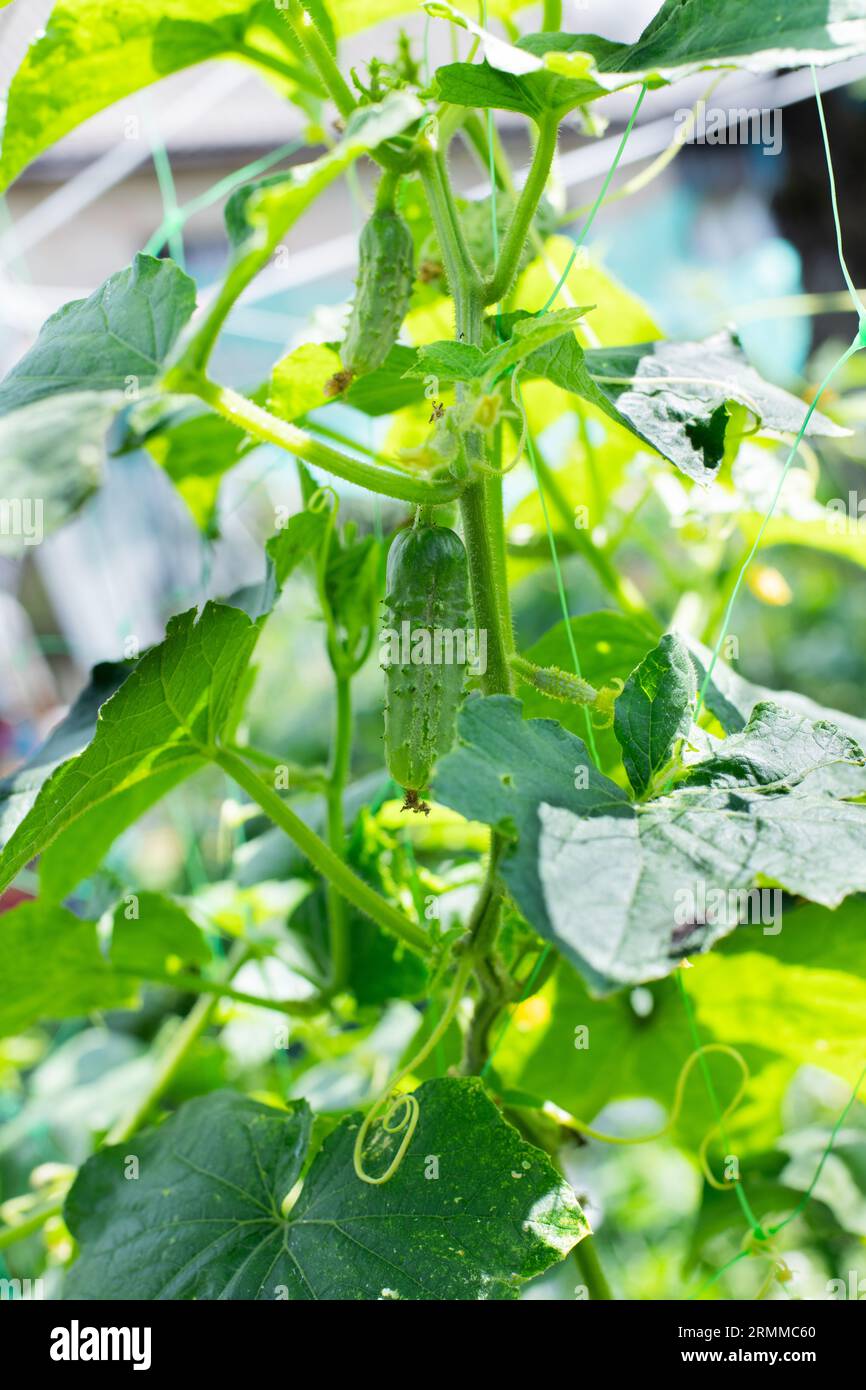 Organic cucumbers cultivation. Young cucumbers with yellow flowers ...
