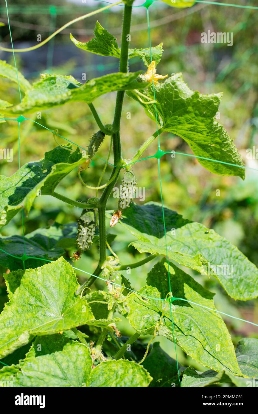 Organic cucumbers cultivation. Young cucumbers with yellow flowers ...